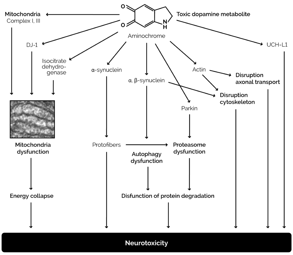 Dopamine Excess and/or Norepinephrine and Epinephrine Deficiency in ...