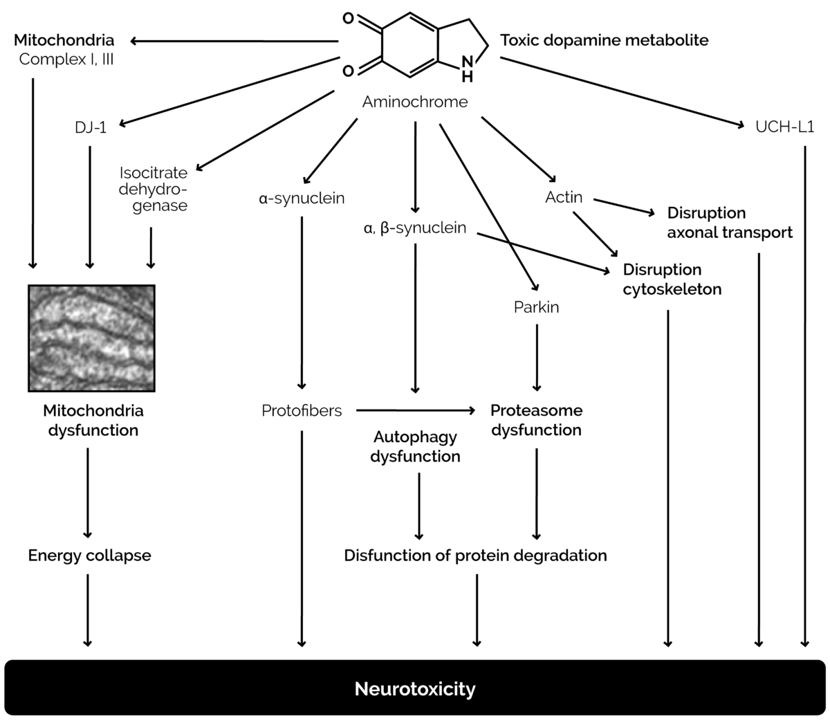 Dopamine Excess and/or Norepinephrine and Epinephrine Deficiency in ...