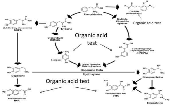 Dopamine Excess and/or Norepinephrine and Epinephrine Deficiency in ...
