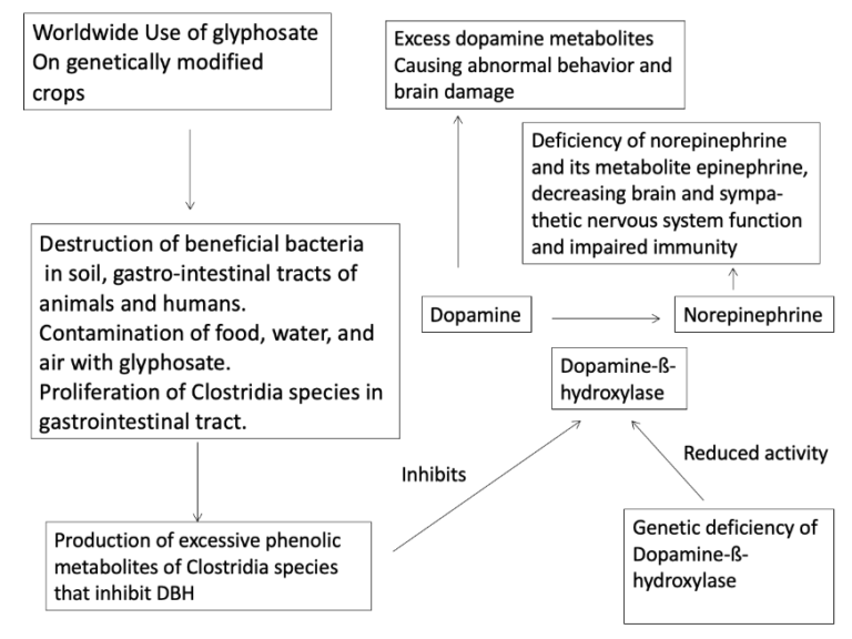 Dopamine Excess and/or Norepinephrine and Epinephrine Deficiency in ...