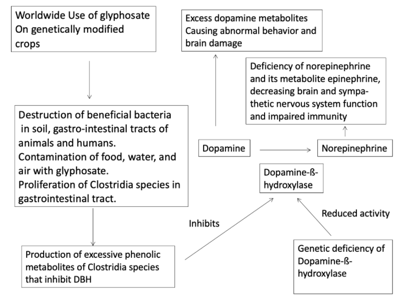 Dopamine Excess and/or Norepinephrine and Epinephrine Deficiency in ...
