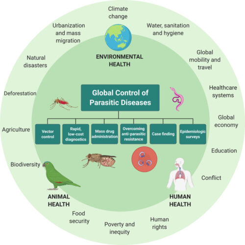 A Review of Orthomolecular Medicine in the Treatment of Human Parasitic ...